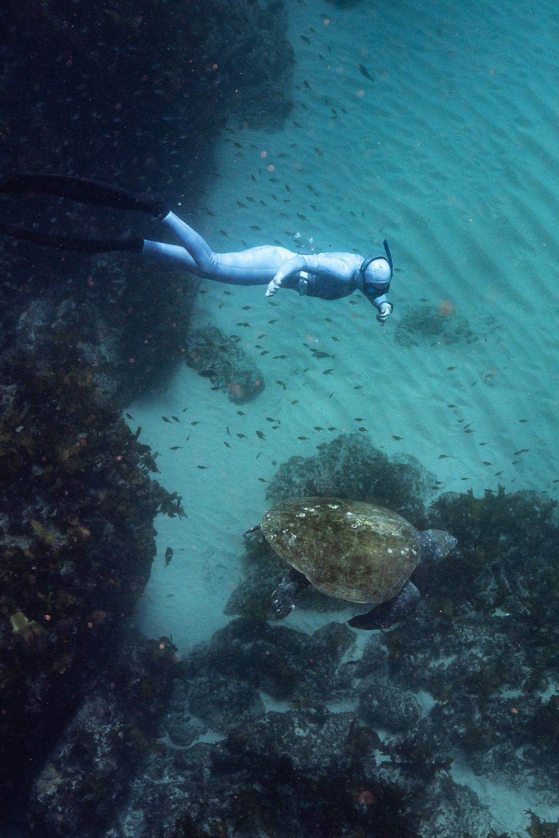 Girls Spearfishing and Freediving Open-Cell Wetsuit 3mm (Grey) - Limit ...